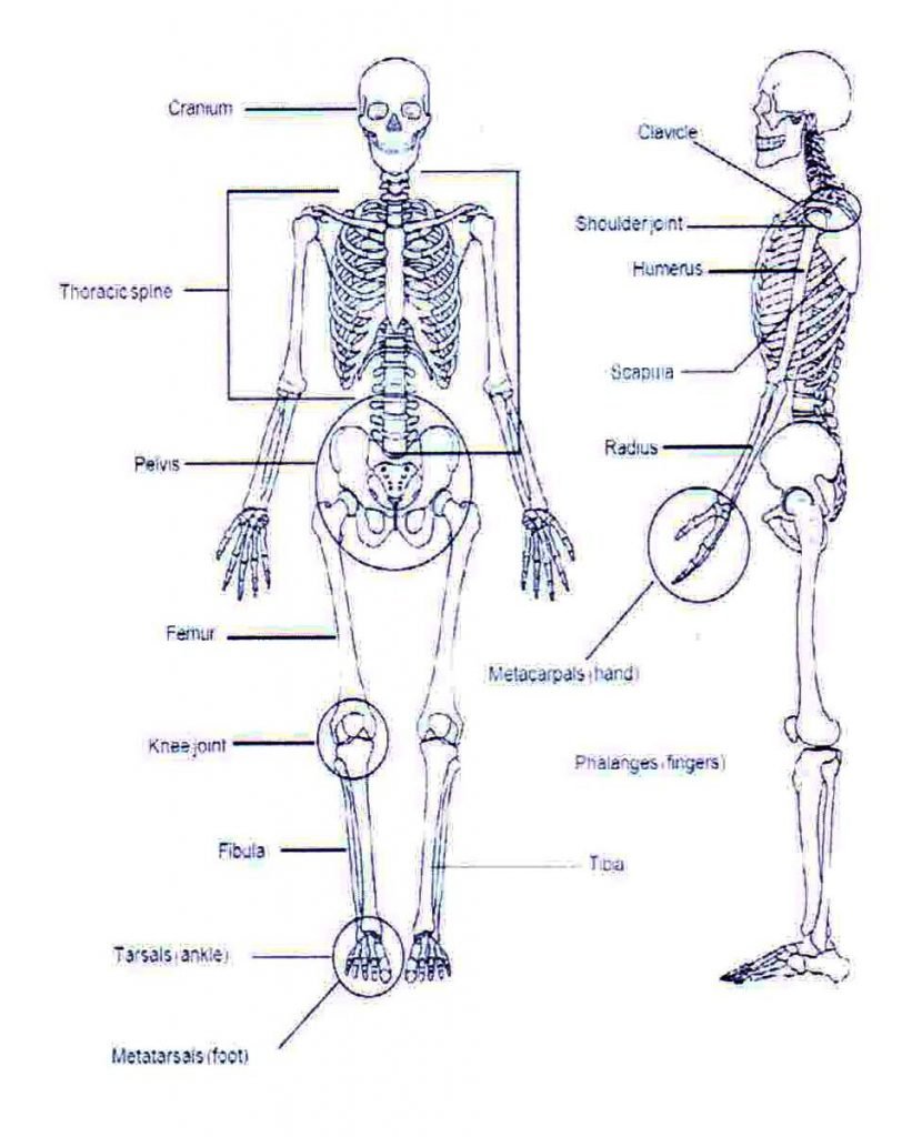 Anatomical References - Human Body Systems - Organs | A Rescuer