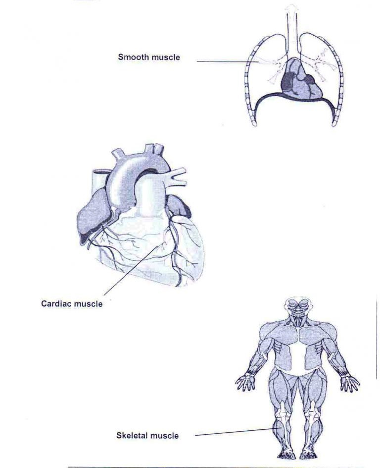Anatomical References - Human Body Systems - Organs | A Rescuer