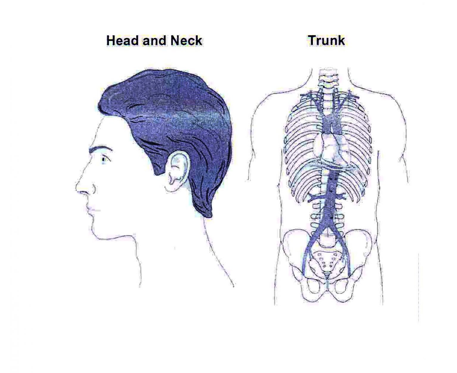 Anatomical References - Human Body Systems - Organs | A Rescuer