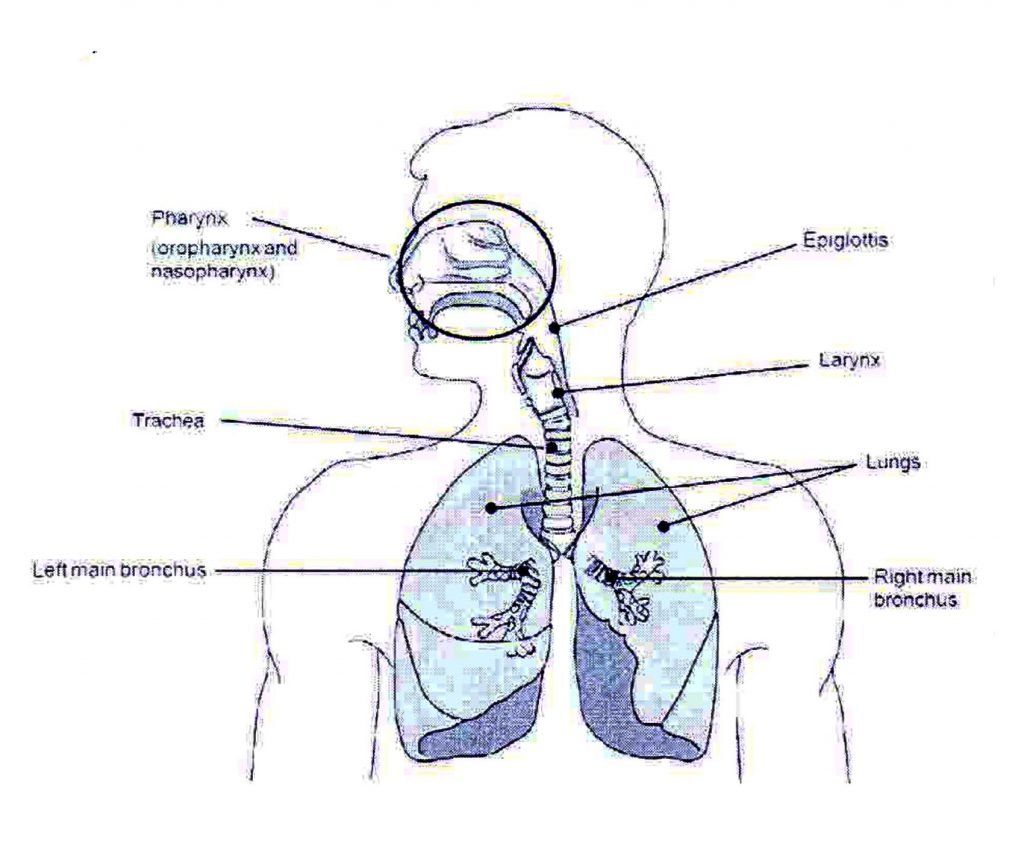 Anatomical References - Human Body Systems - Organs | A Rescuer